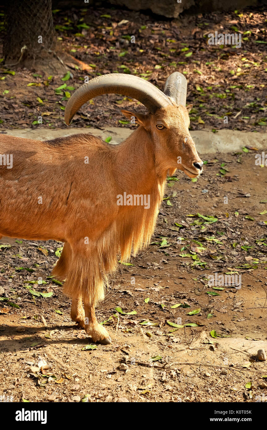 The Barbary Sheep (Ammotragus lervia), also known as the aoudad, is a ...