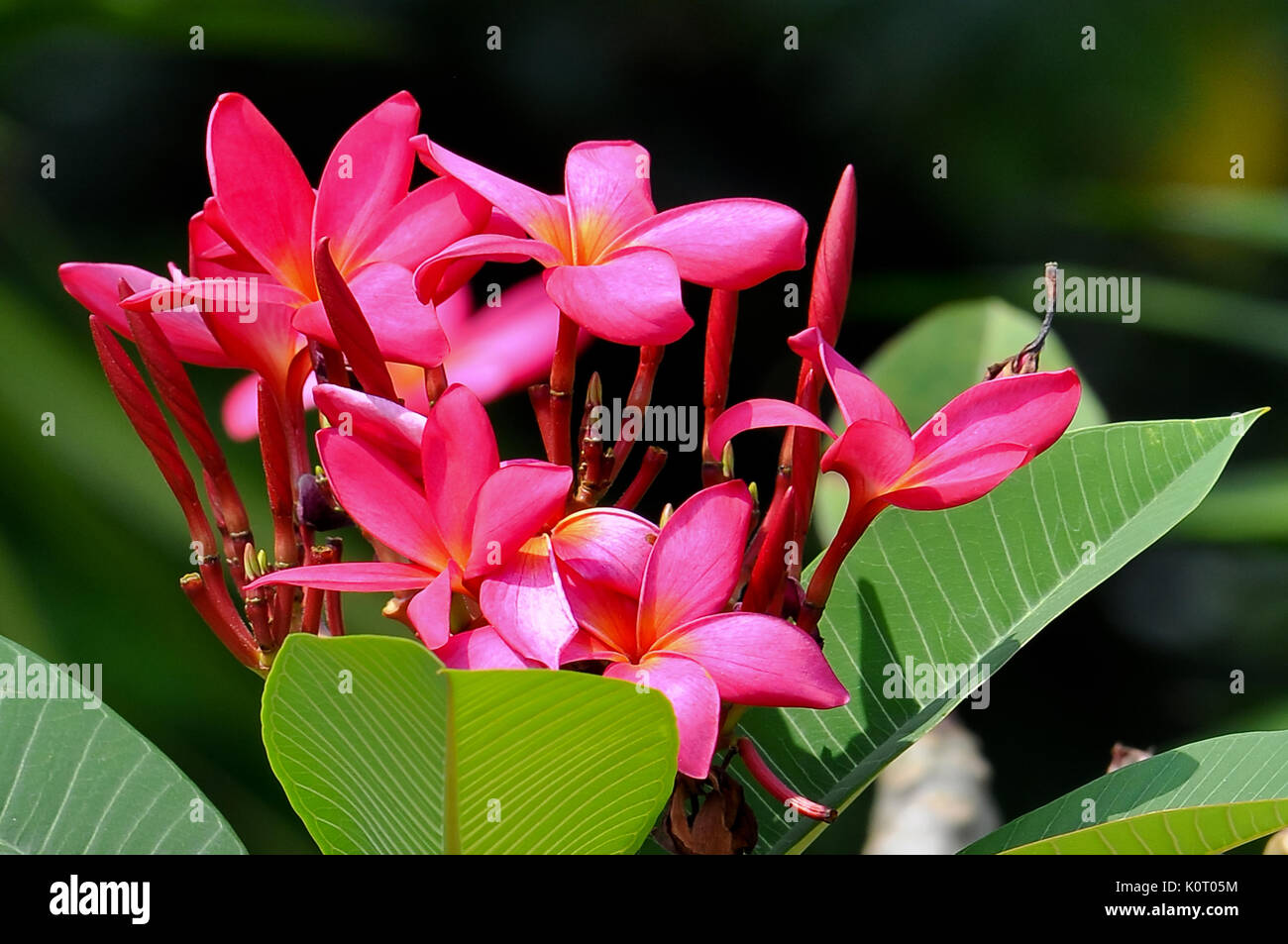 Siam Red frangipani flowers were bright red Stock Photo - Alamy