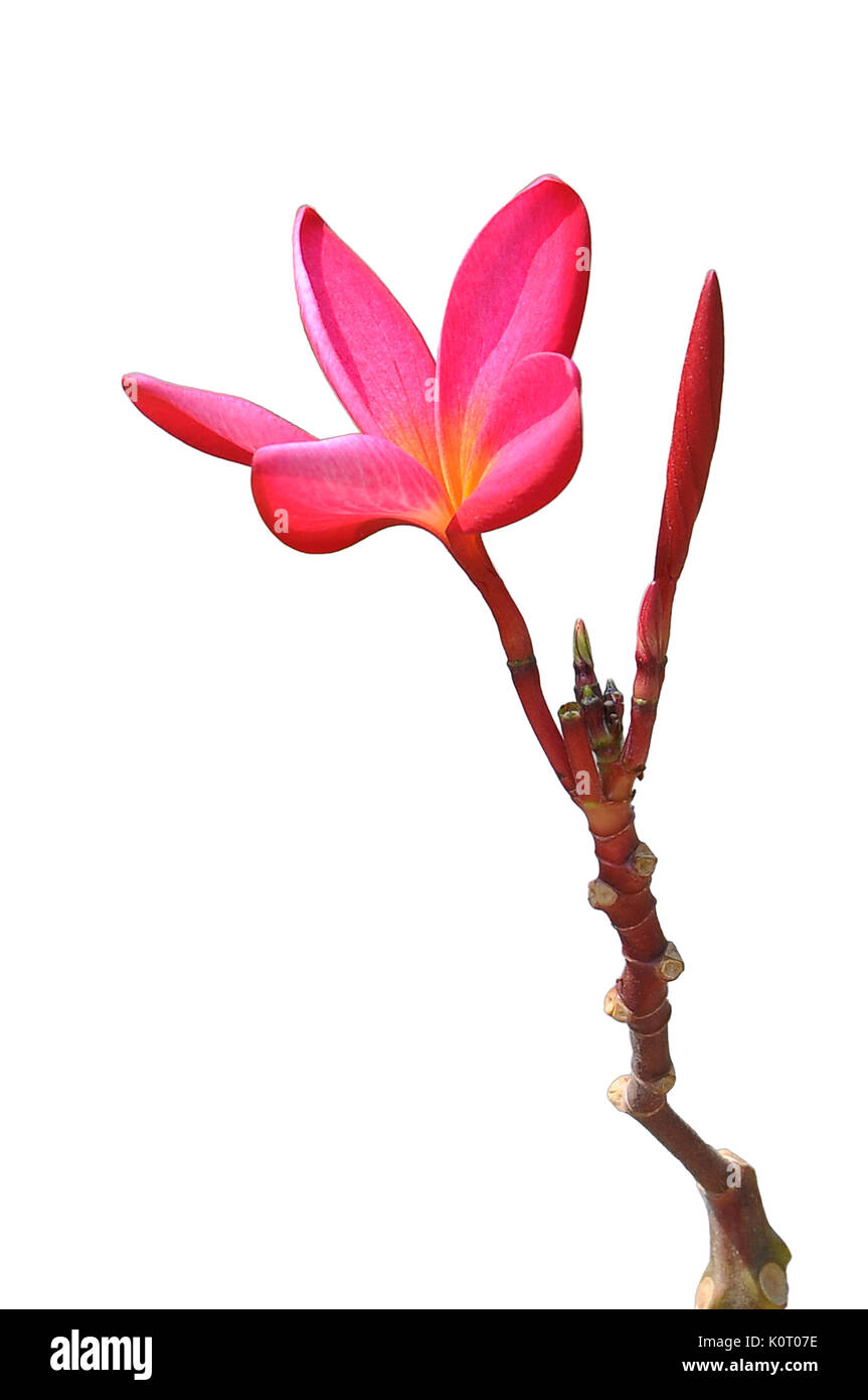 Siam Red frangipani flowers were bright red Stock Photo - Alamy