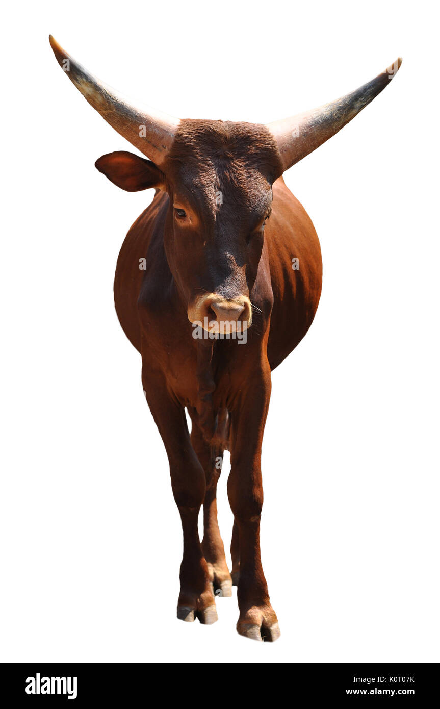 The Ankole cattle, best known for its large, distinctive horns, is ...