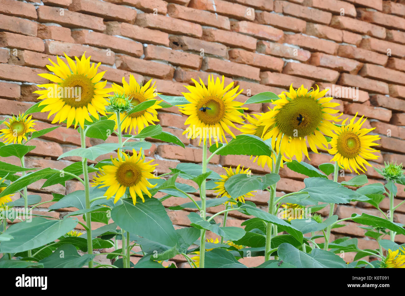 The flower petals within the sunflower's cluster are always in a spiral ...