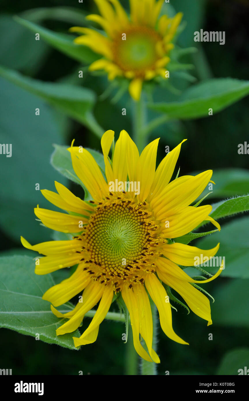 Cluster of sunflowers hi-res stock photography and images - Alamy