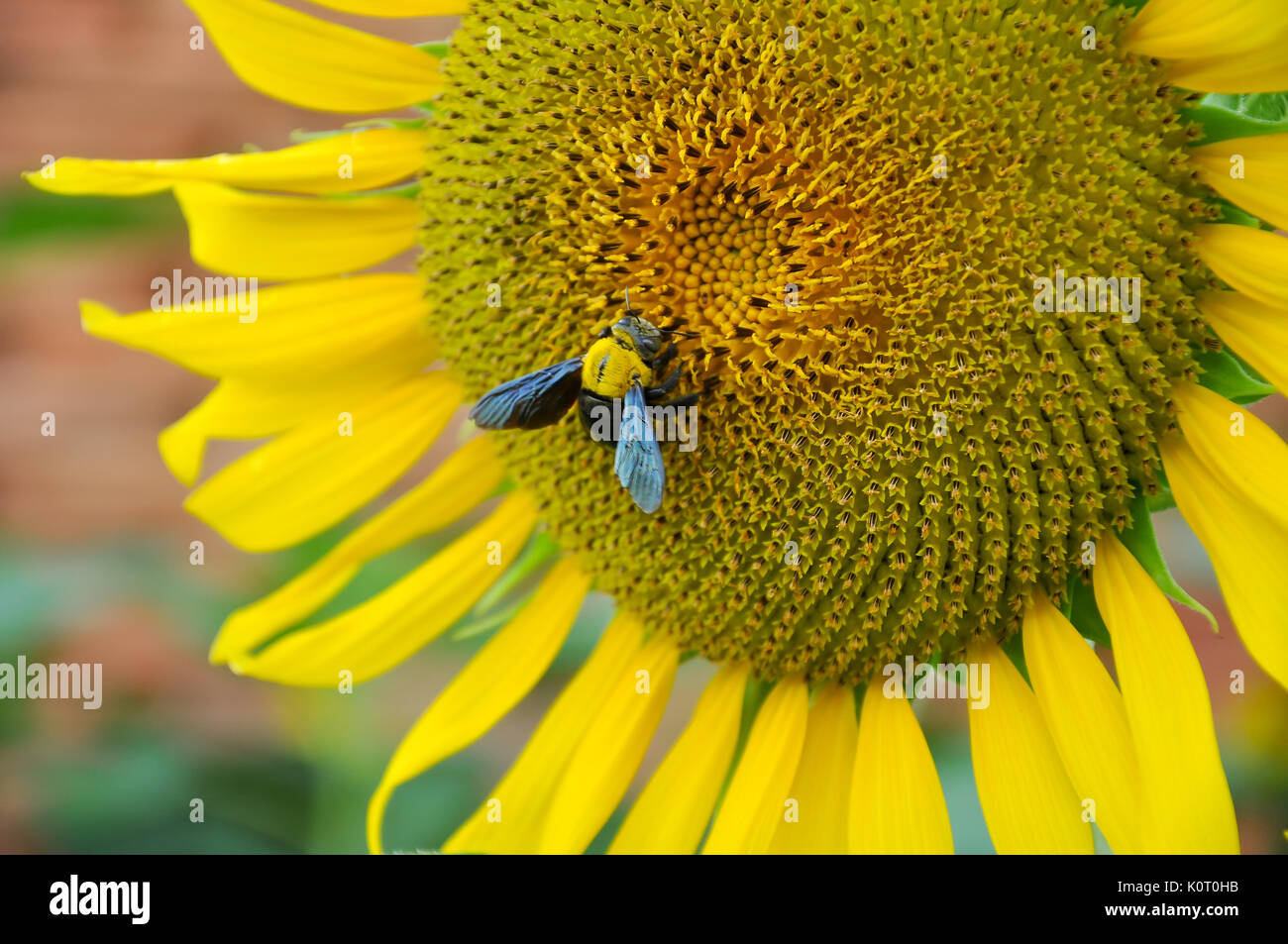 Bumblebees are social insects that are characterised by black and ...