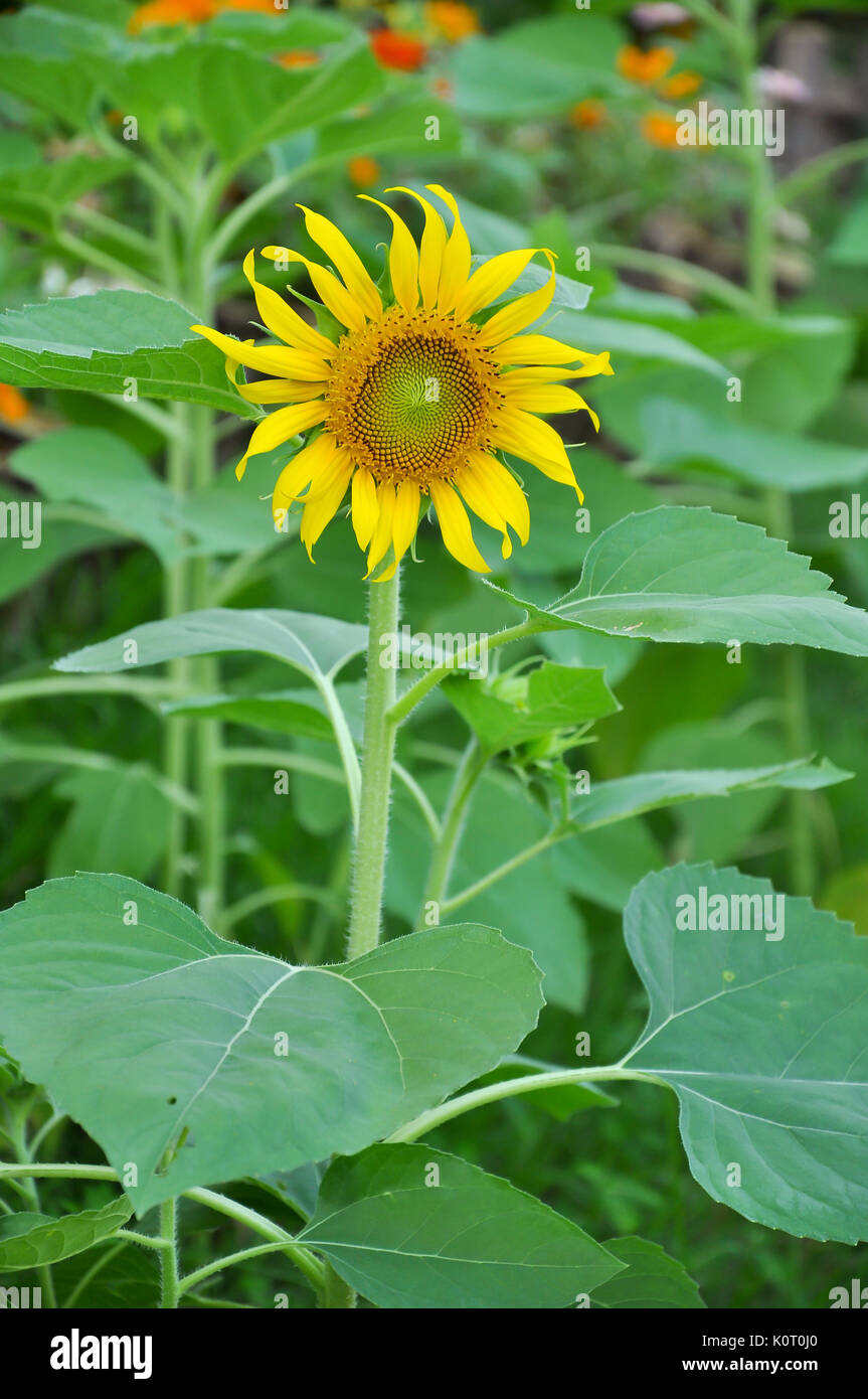 Sunflower is an annual plant native to the Americas Stock Photo - Alamy