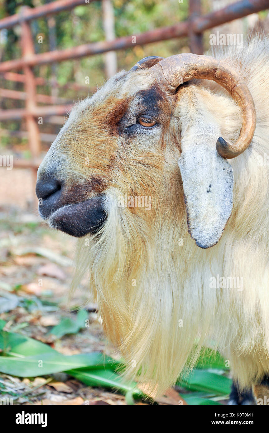 Goats are extremely curious and intelligent Stock Photo - Alamy