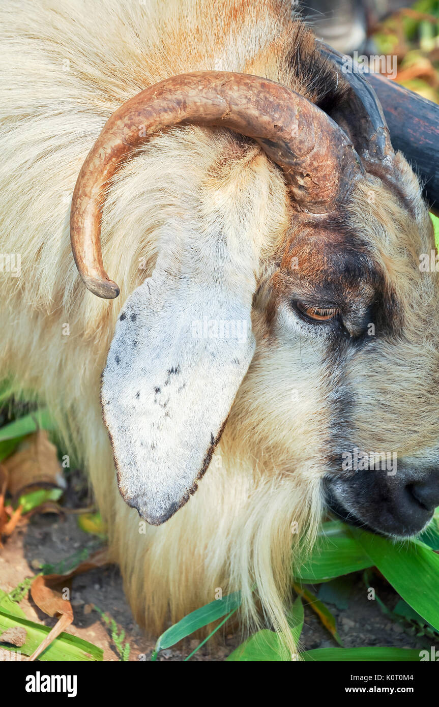 Goats are extremely curious and intelligent Stock Photo - Alamy