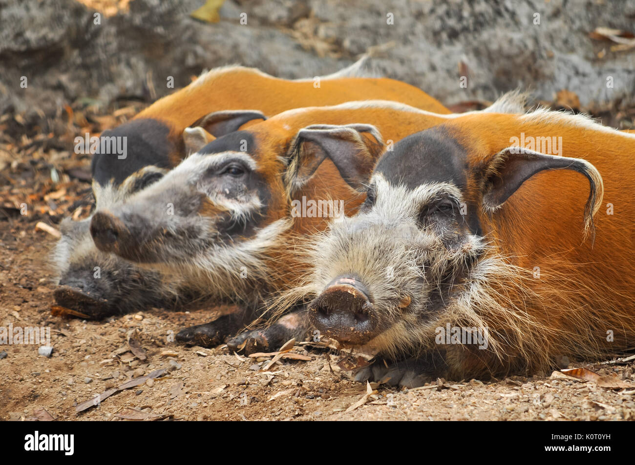Red river hogs are omnivores and in the wild, eat a variety of foods ...