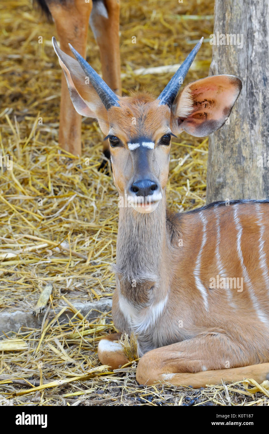 The nyala, also called inyala, is a spiral-horned antelope native to ...