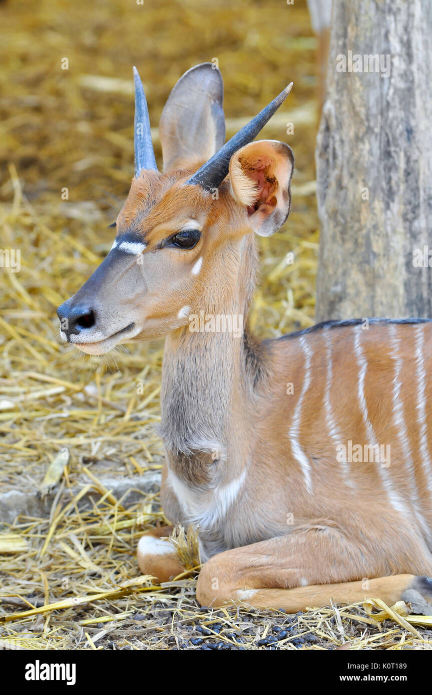 The nyala, also called inyala, is a spiral-horned antelope native to ...