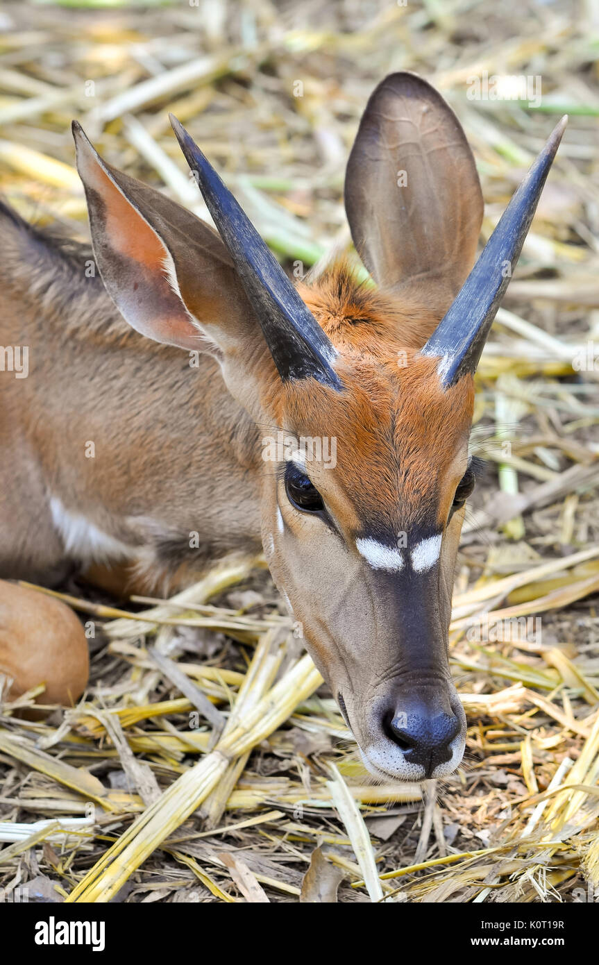 The nyala, also called inyala, is a spiral-horned antelope native to ...