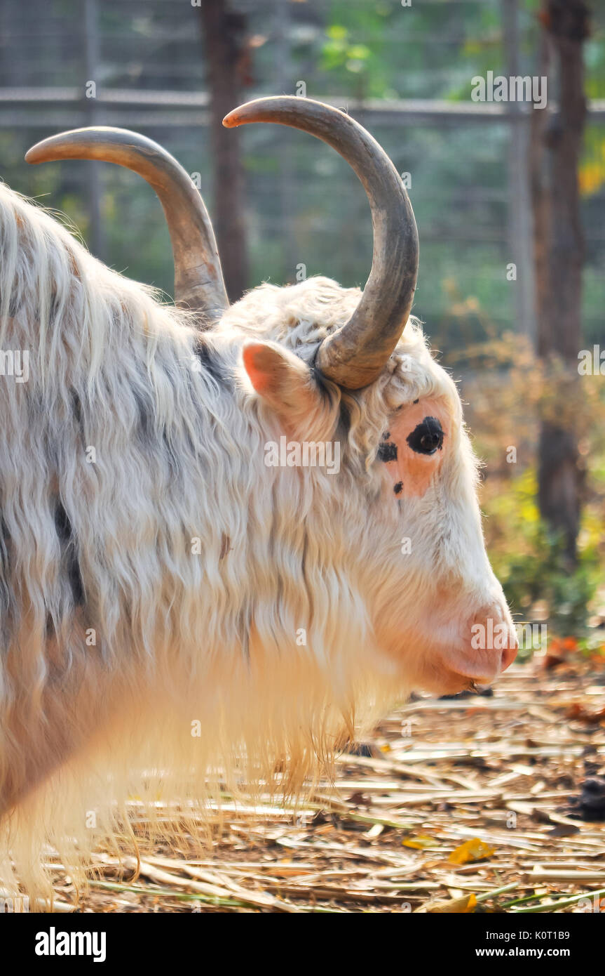 A domesticated yak, used as a work animal or raised for meat and milk ...