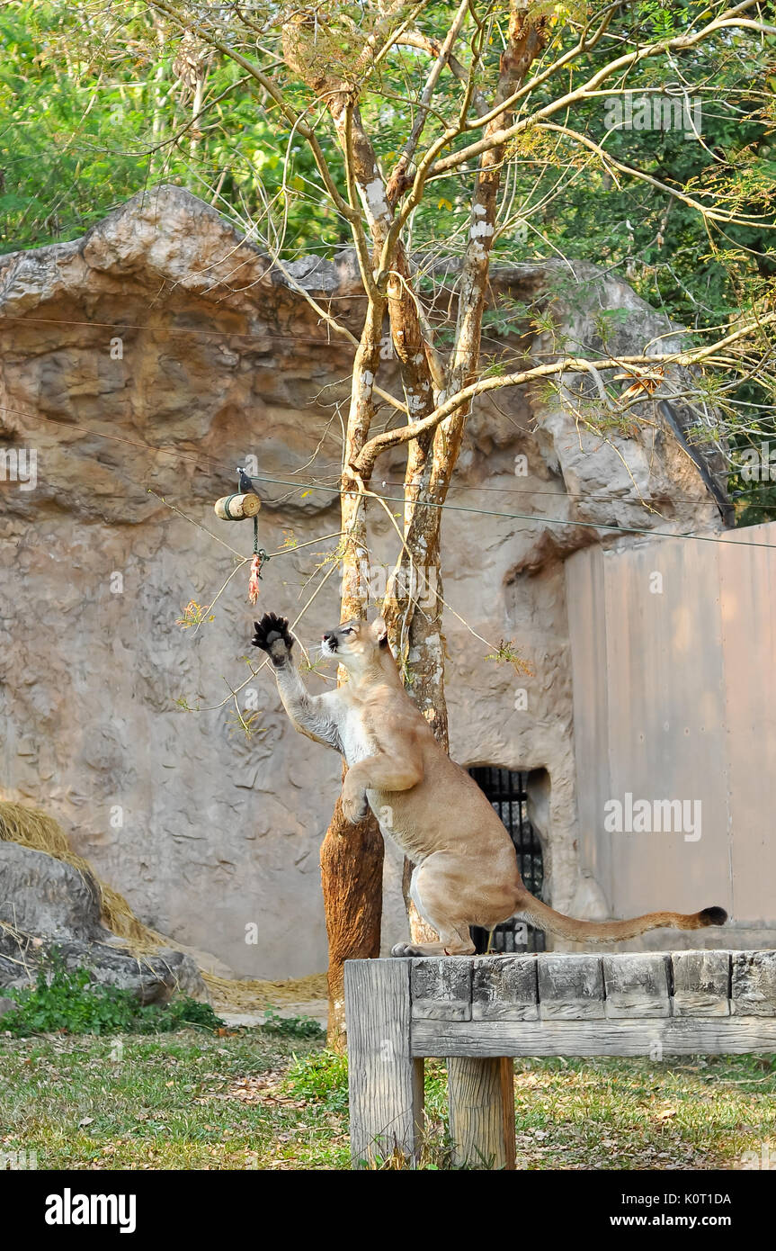 Puma food hi-res stock photography and images - Alamy