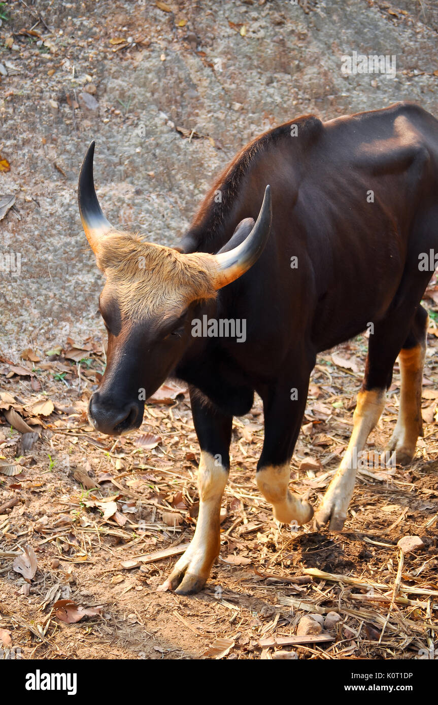 Gaur is a large bovine native to South Asia and Southeast Asia Stock ...