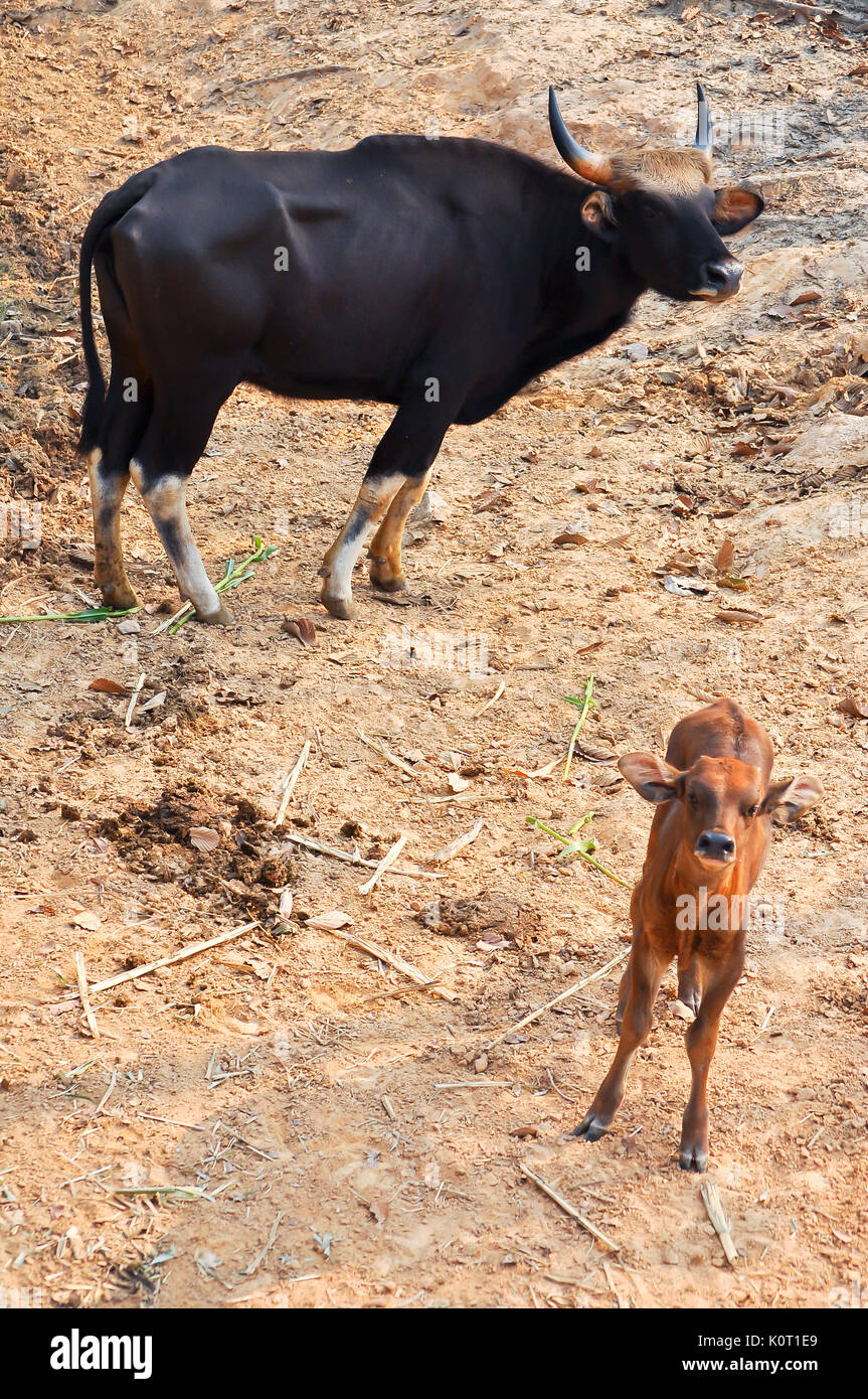 Gaur is a large bovine native to South Asia and Southeast Asia Stock ...