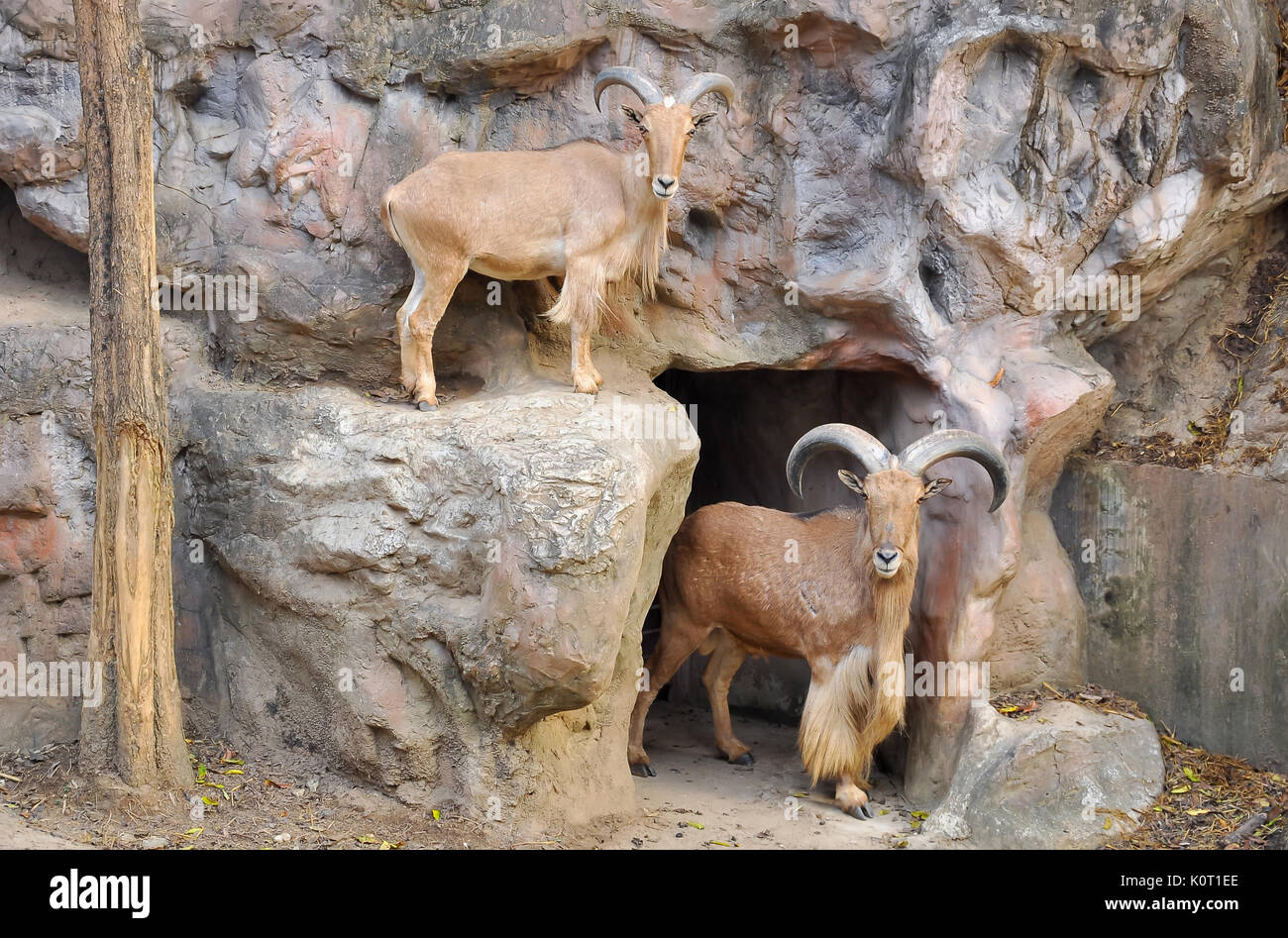 Barbary sheep are the only wild sheep from Africa Stock Photo - Alamy