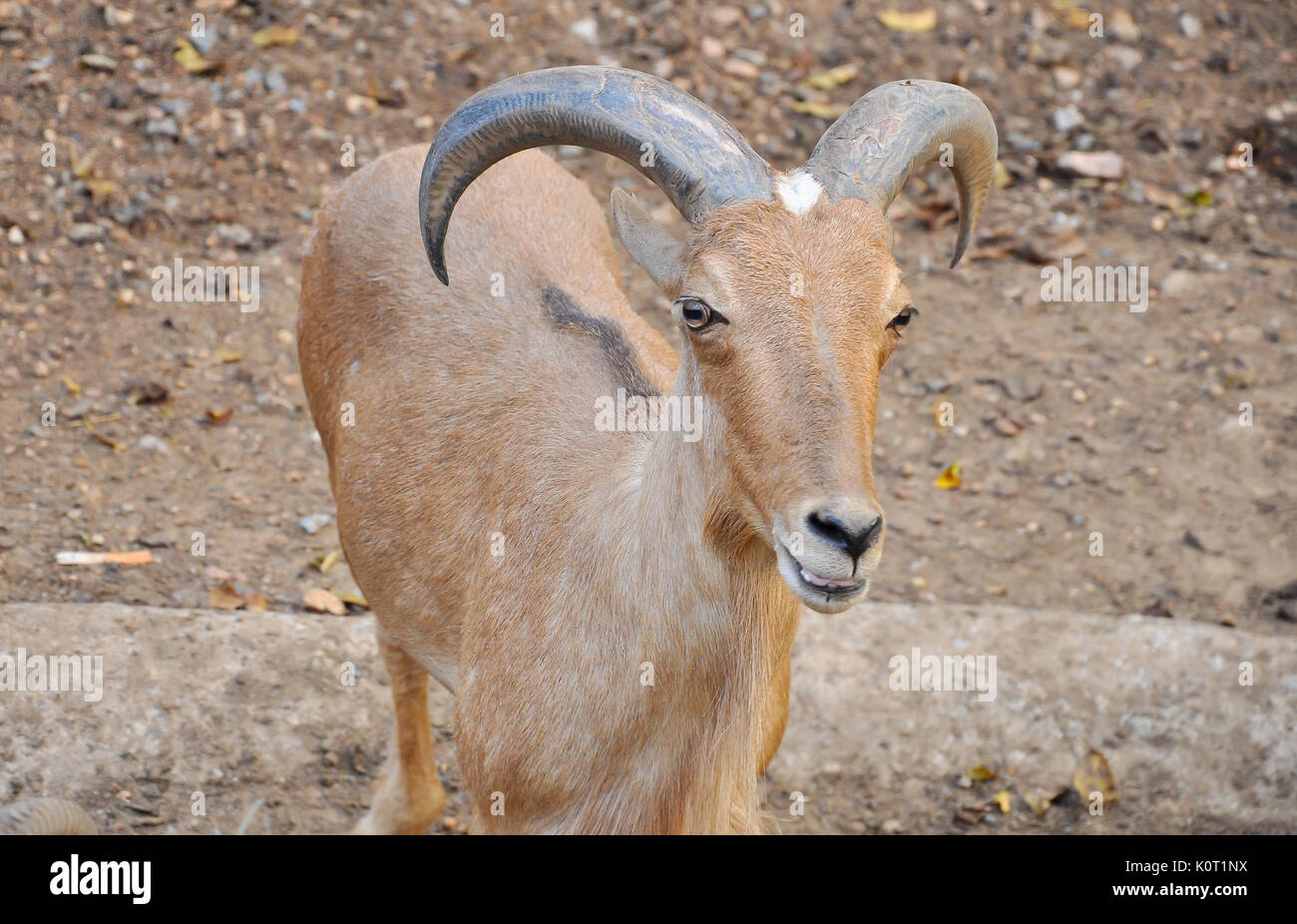 Barbary sheep are the only wild sheep from Africa Stock Photo - Alamy