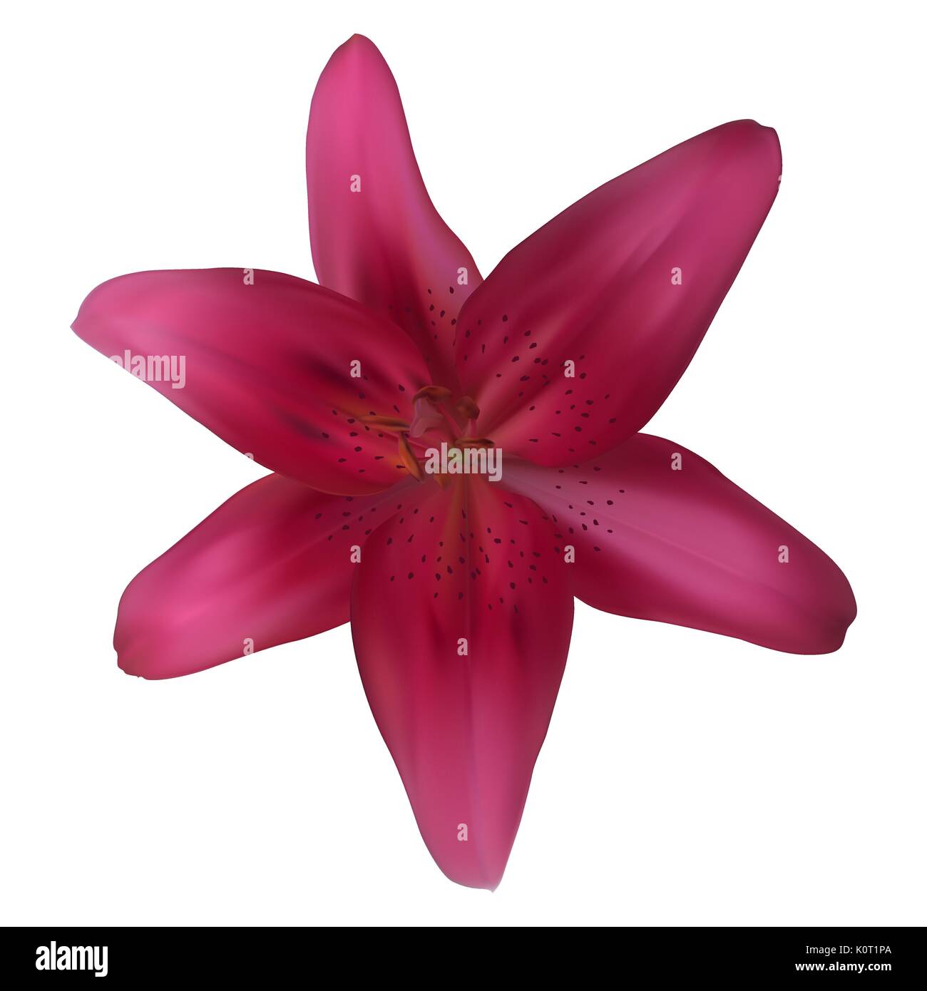 Realistic Pink Lily Vector Illustration Stock Vector Image & Art - Alamy