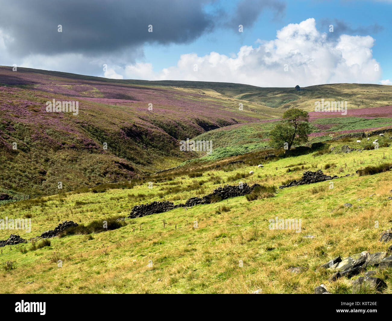 Haworth moor hi-res stock photography and images - Alamy