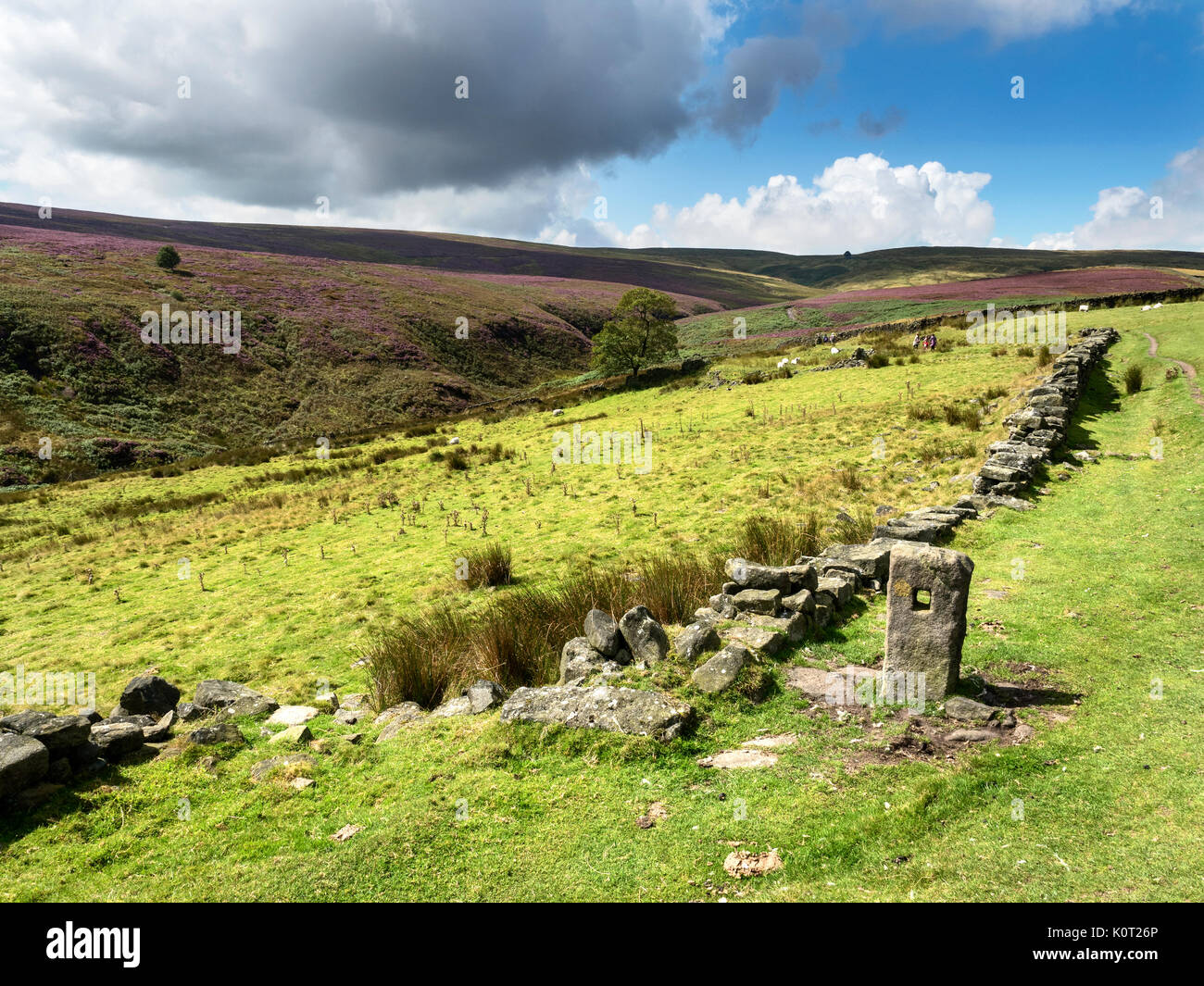 The Bronte Way Crossing Haworth Moor towards Top Withins on the Horizon ...