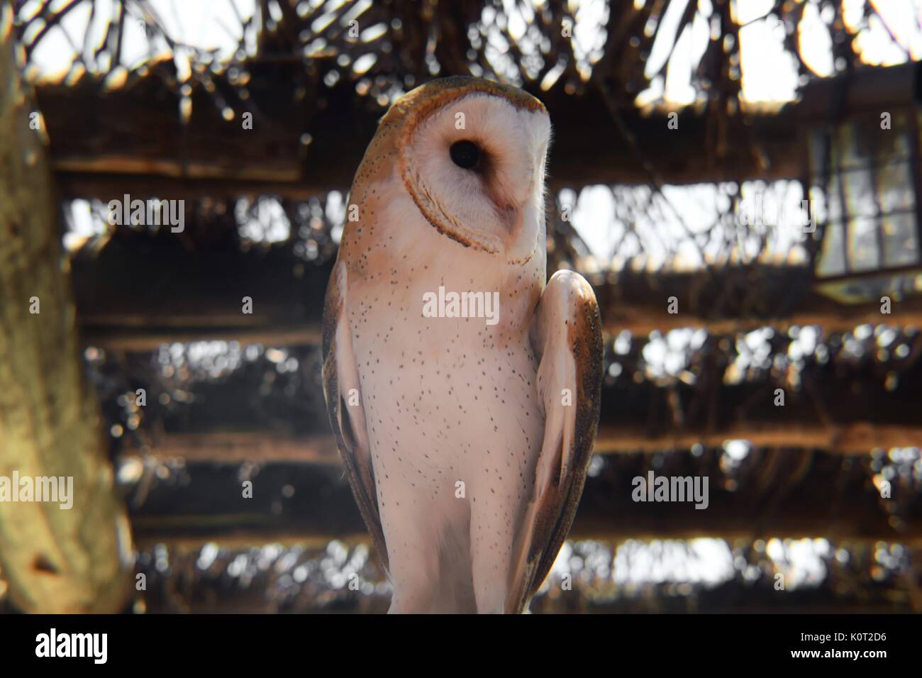 Alamy barn owl hi-res stock photography and images - Alamy