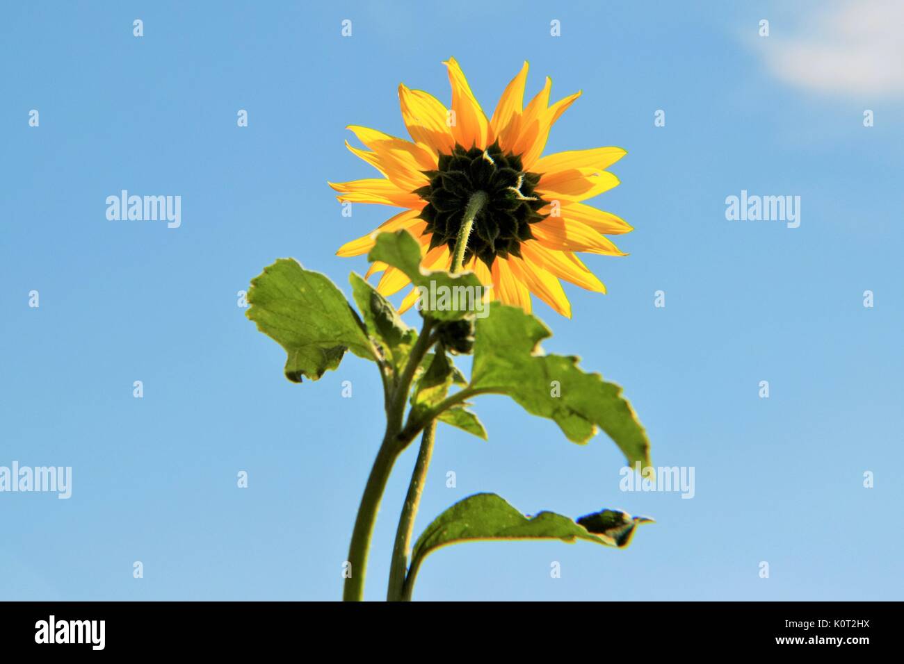 Weather picture of sunflower hi-res stock photography and images - Alamy