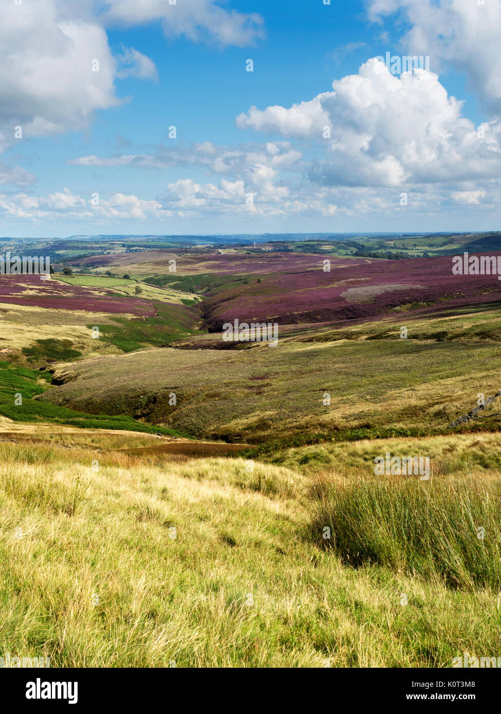 Heather in Bloom on Haworth Moor from Top Withins Haworth West ...
