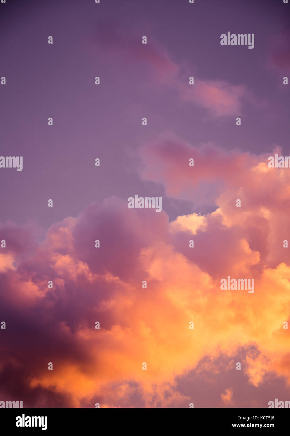 Early Evening Sky In Woods