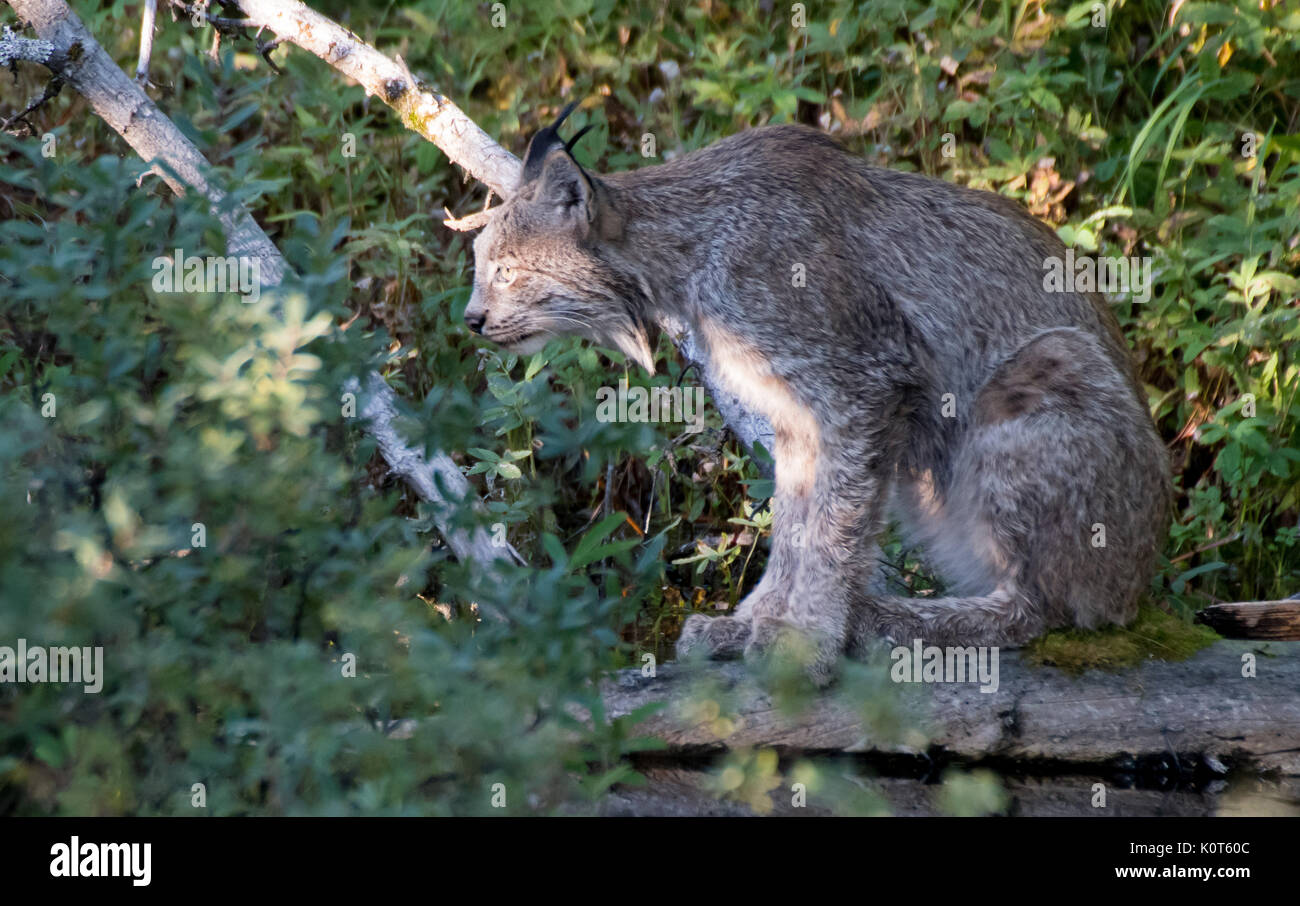 A lynx pauses while hunting Stock Photo - Alamy