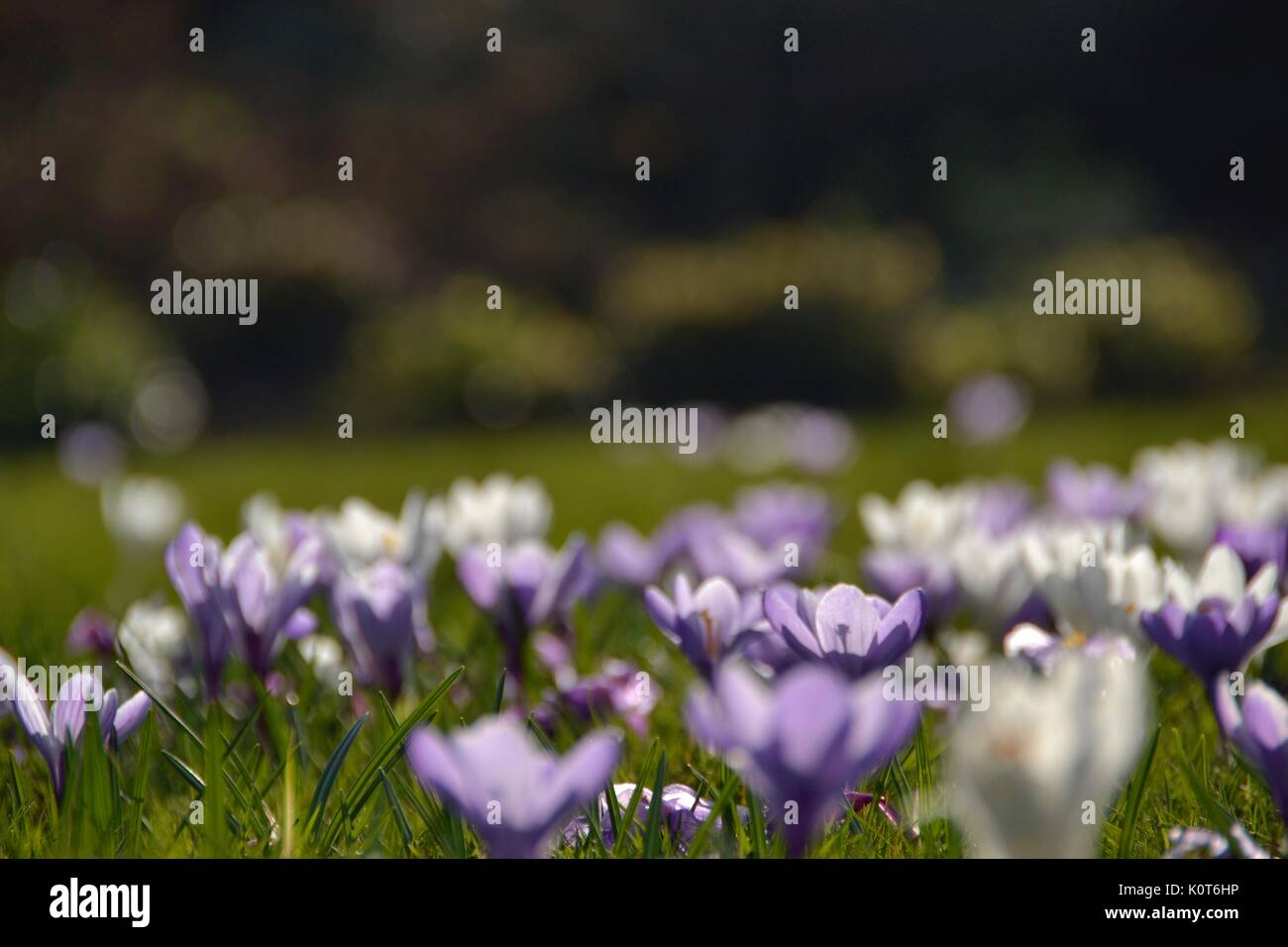 Crocus fields hi-res stock photography and images - Alamy