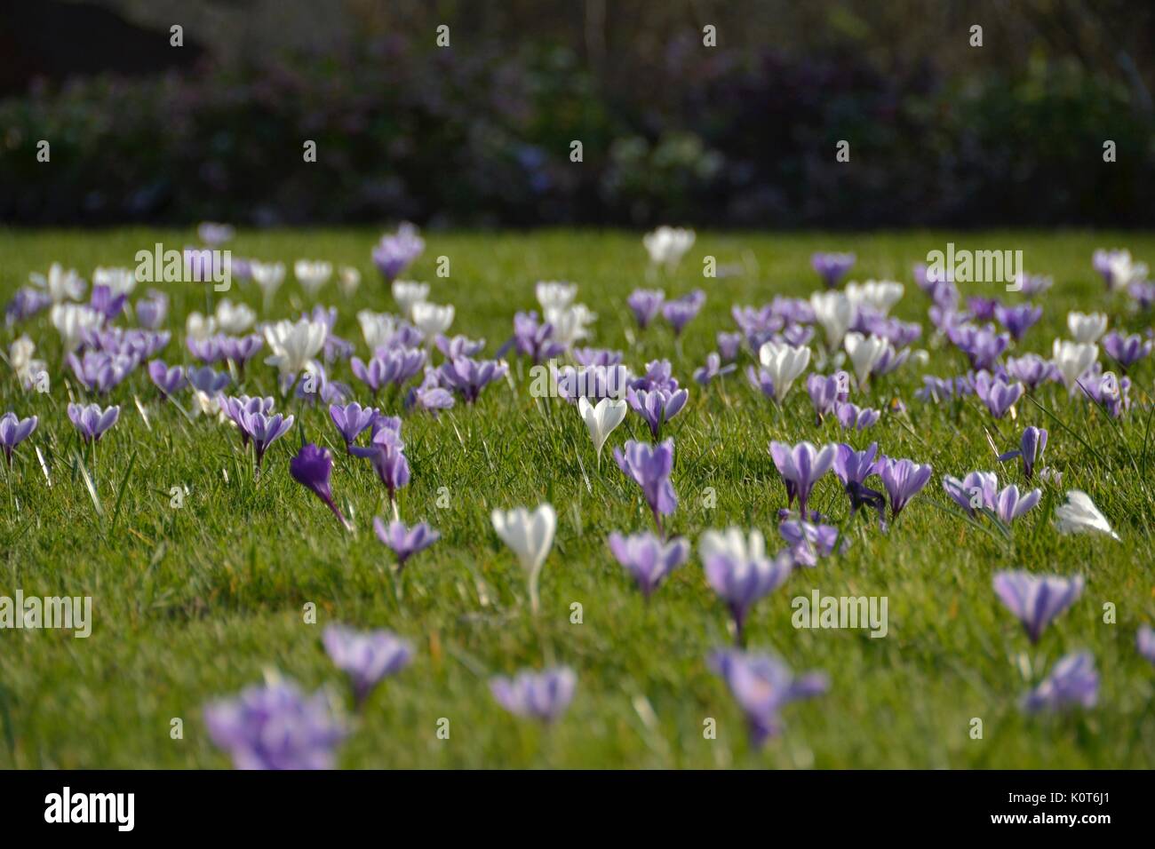 Crocus fields hi-res stock photography and images - Alamy