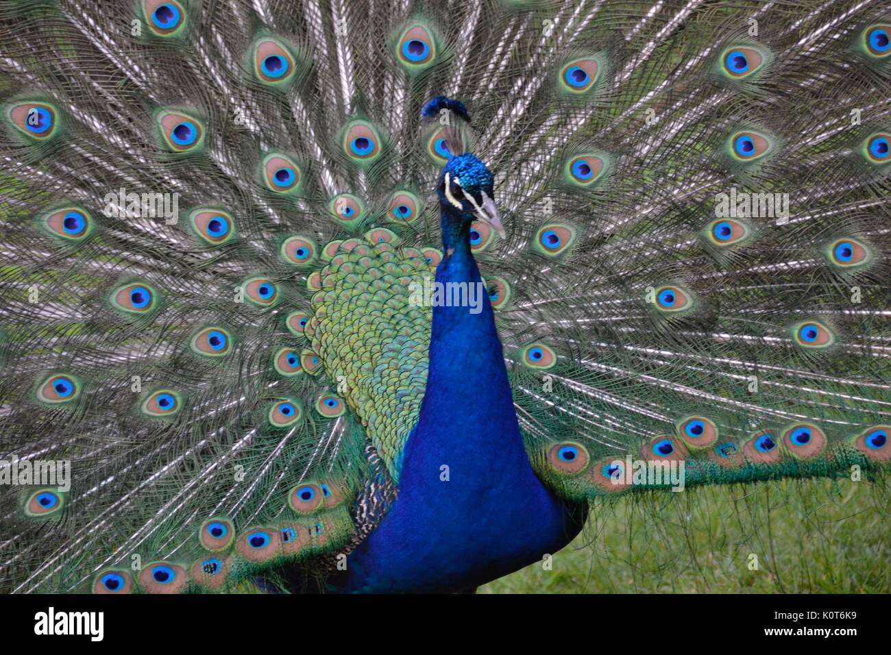 The proud peacock hi-res stock photography and images - Alamy
