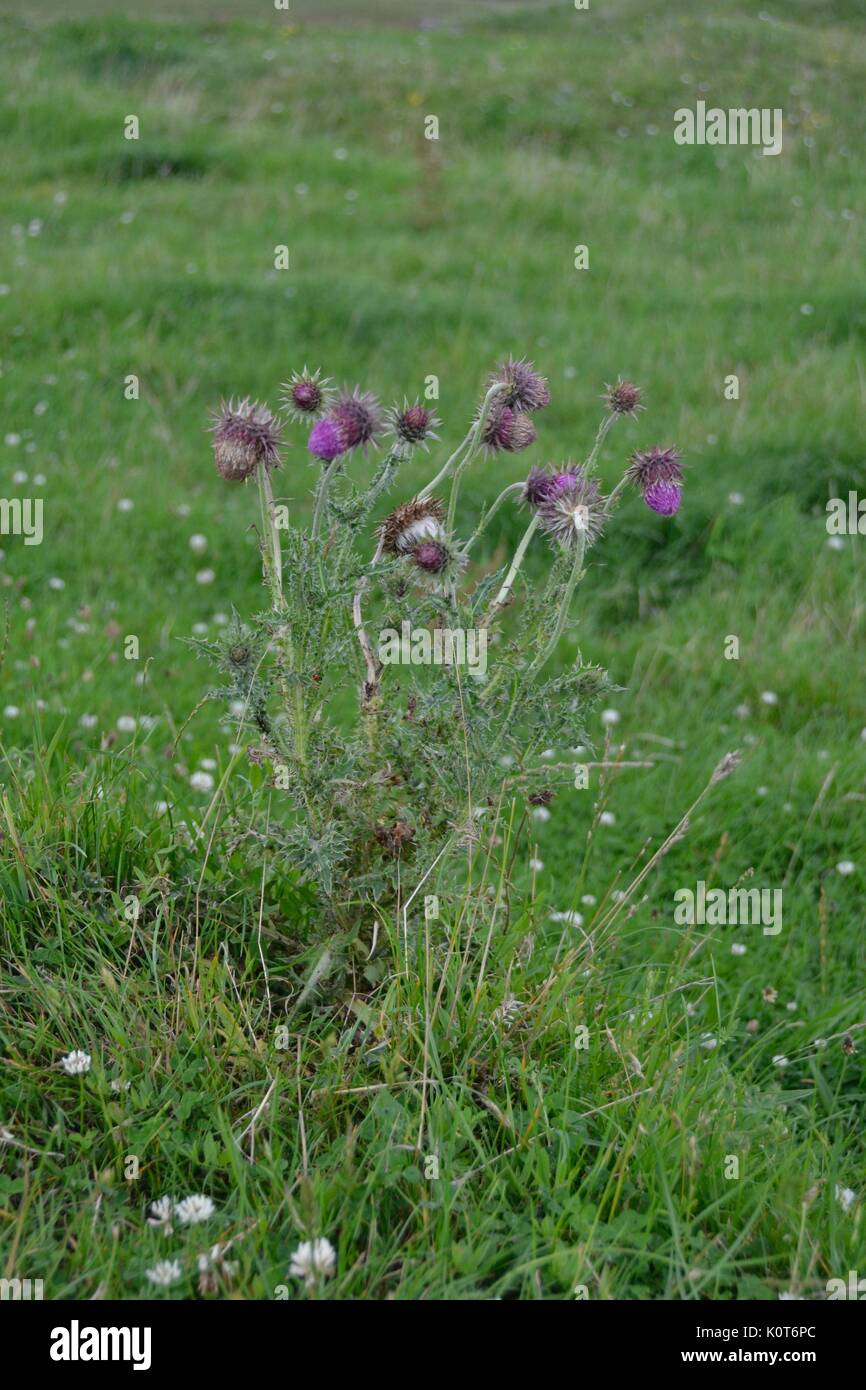 Kind of thistle hi-res stock photography and images - Alamy