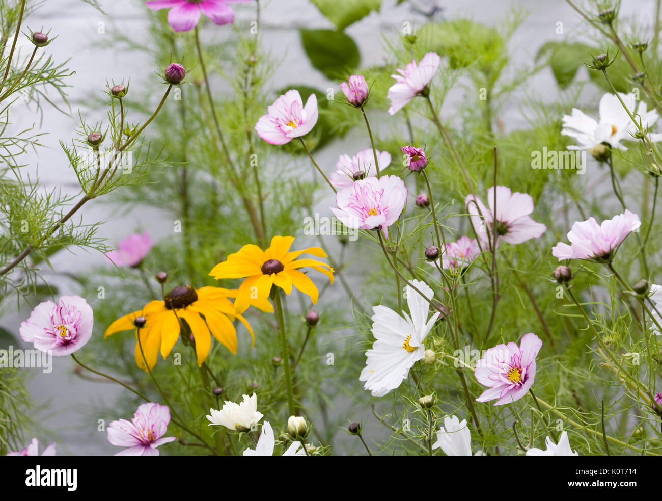 Cosmos bipinnatus fizzy rose picotee hi-res stock photography and ...
