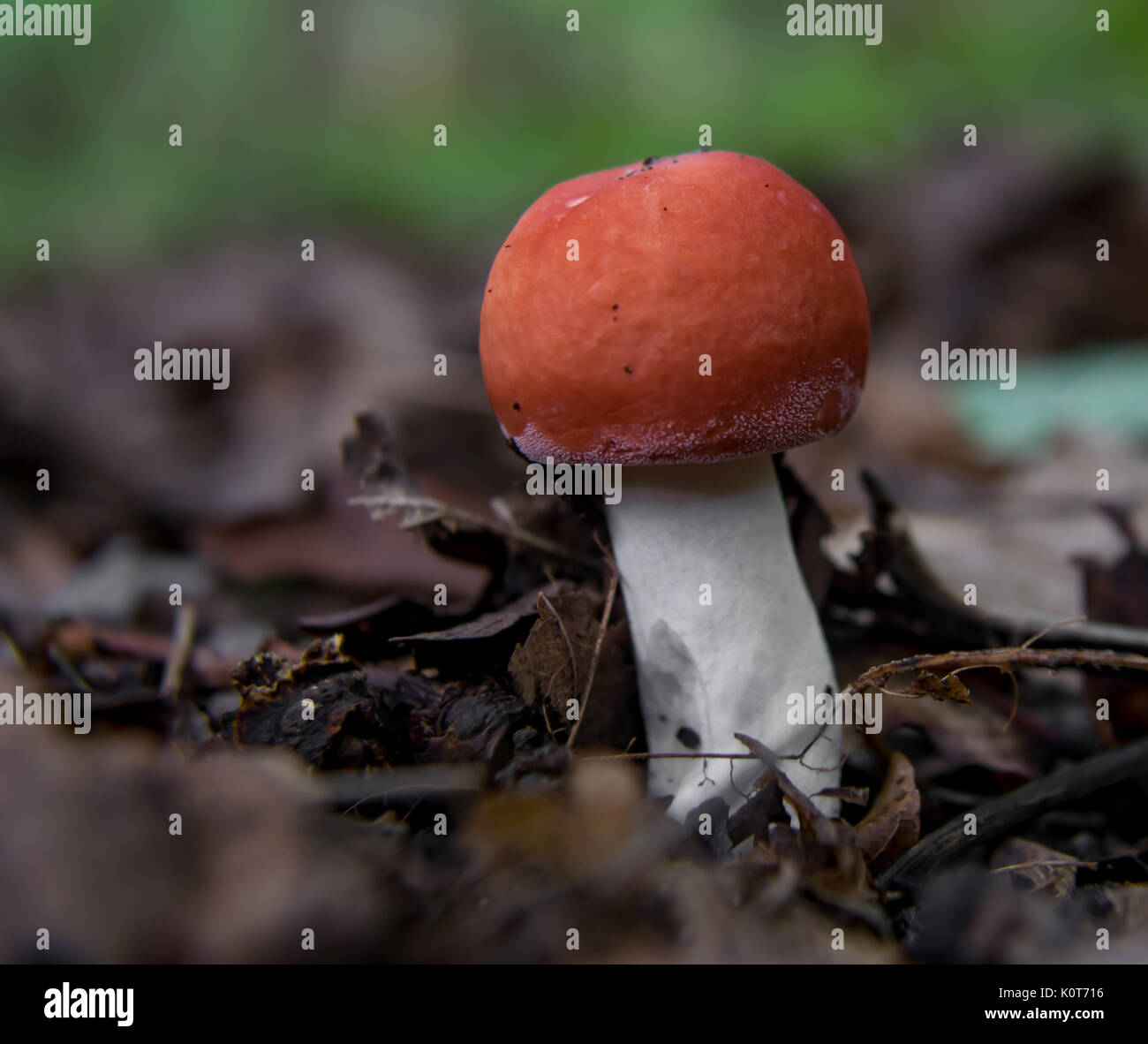 Identifying fungi hi-res stock photography and images - Alamy