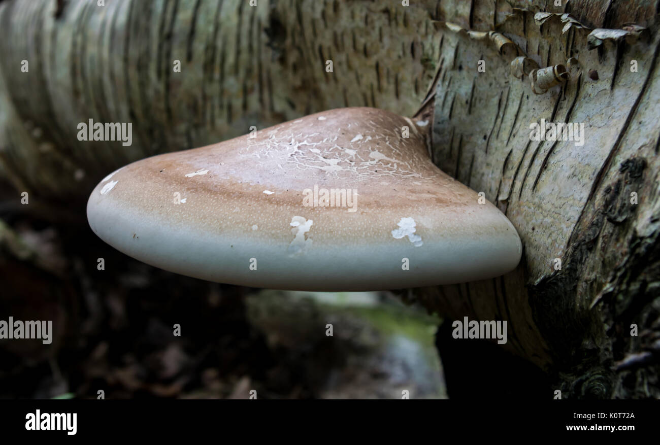 Fungi and micro organisms hi-res stock photography and images - Alamy