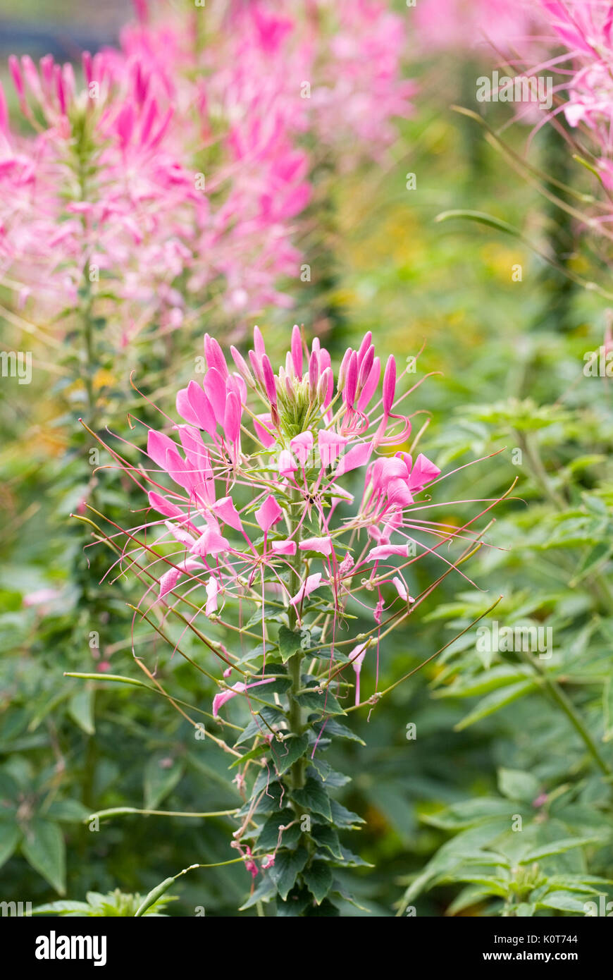 Cleome Seeds Wayside Gardens