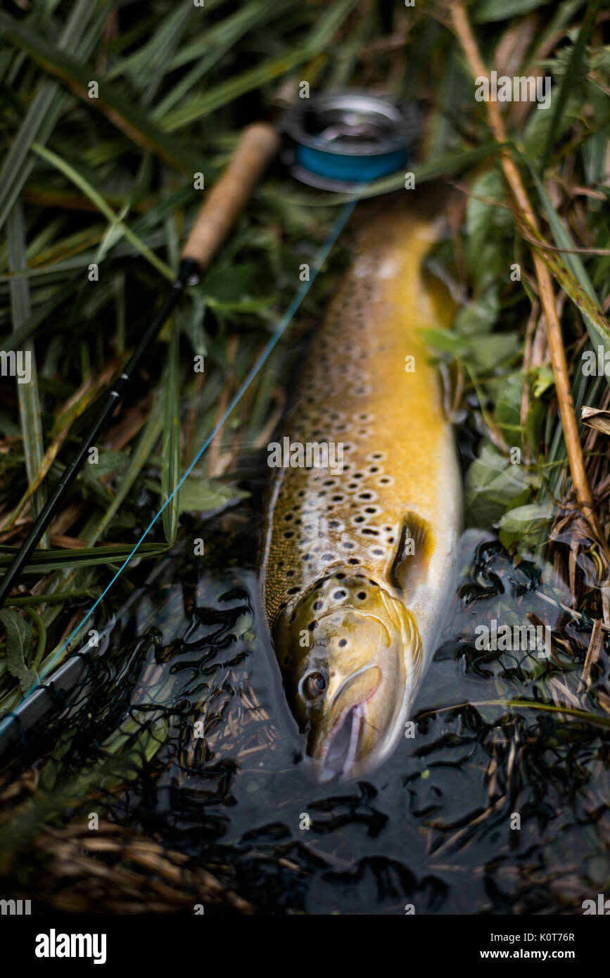 Brown trout hi-res stock photography and images - Alamy