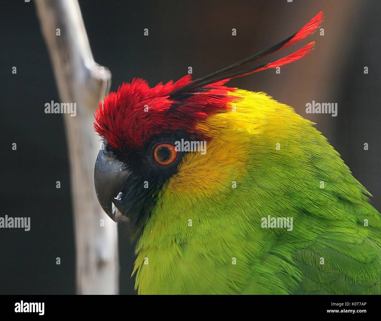 New Caledonian Horned parakeet (Eunymphicus cornutus Stock Photo - Alamy
