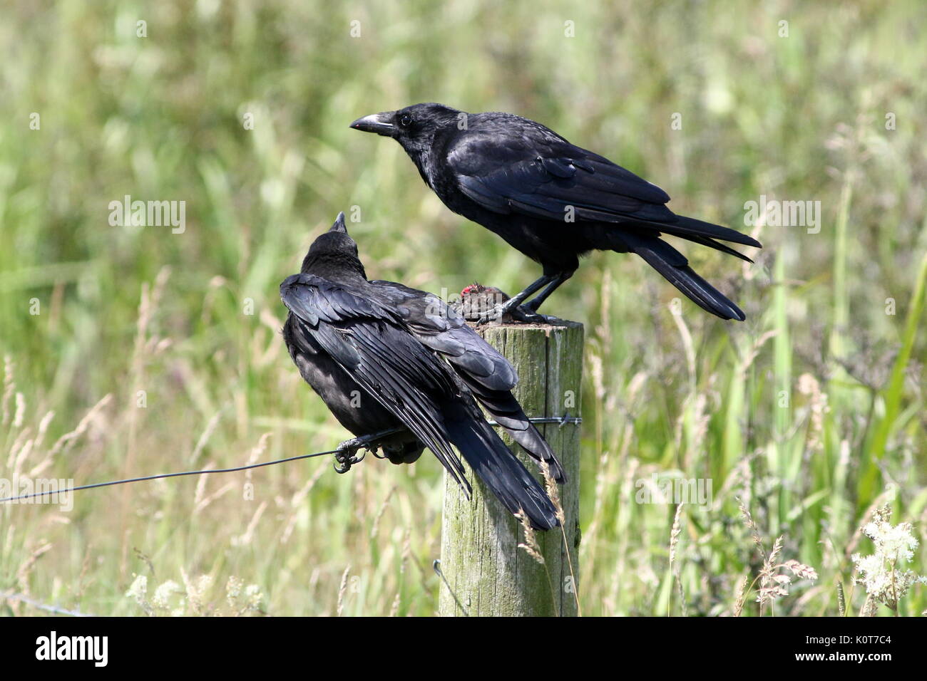 European black or carrion crow (Corvus Corone), a parent feeding a mole ...