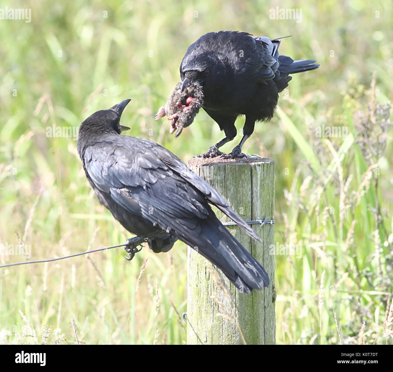 Carrion crow corvus corone juvenile hi-res stock photography and images - Alamy