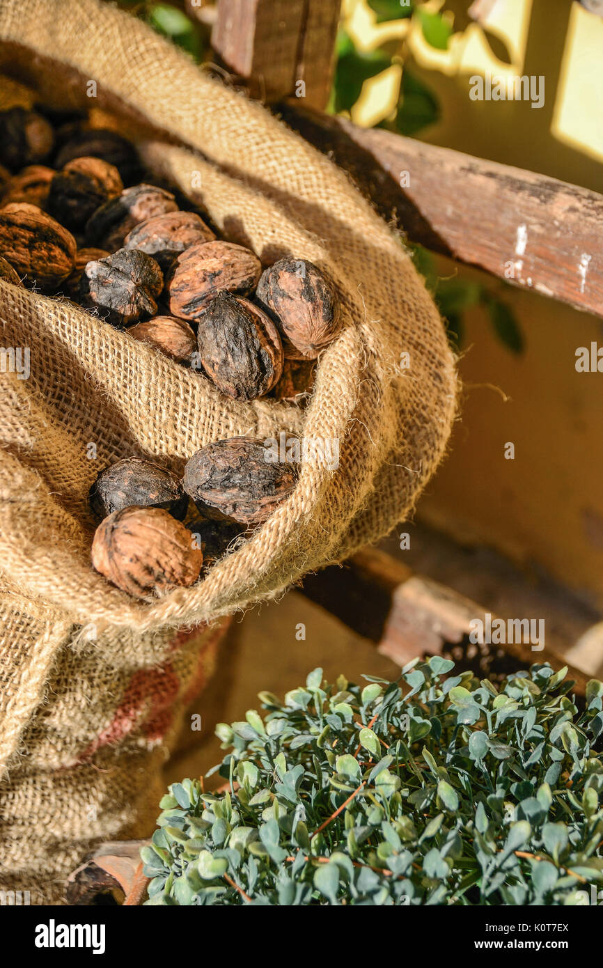 Canvas bag full of walnuts with a rustic wooden ladder on a wall and a ...