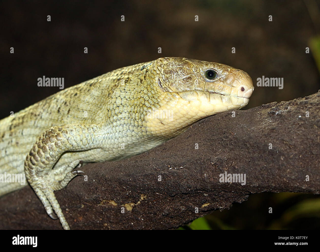 Solomon Islands skink (Corucia zebrata), a.k.a. prehensile-tailed skink ...