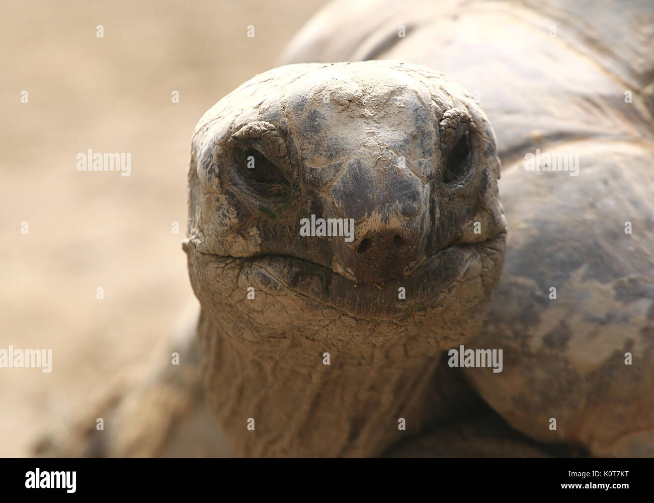 Fossil turtle shell hi-res stock photography and images - Alamy