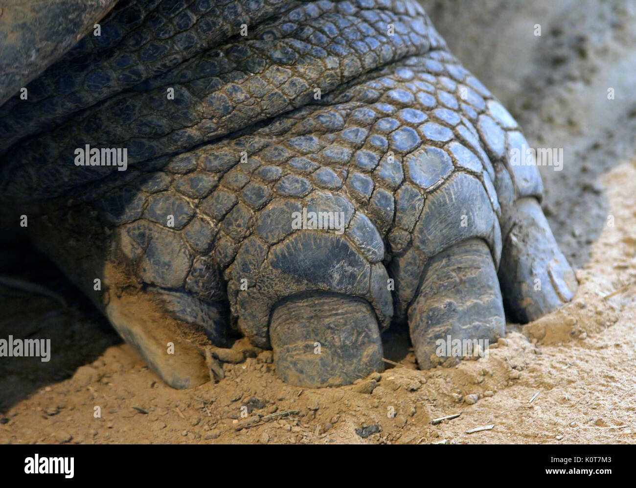 Fossil turtle shell hi-res stock photography and images - Alamy