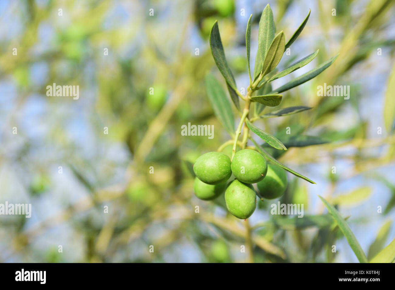 Some green olives hanging on a olive tree branch against the blue sky ...