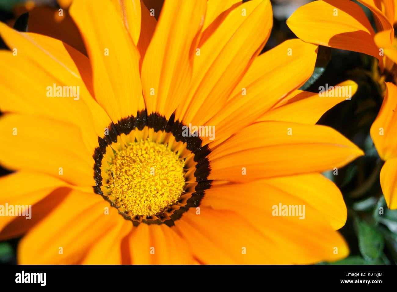 Yellow daisy background wallpaper hi-res stock photography and images ...
