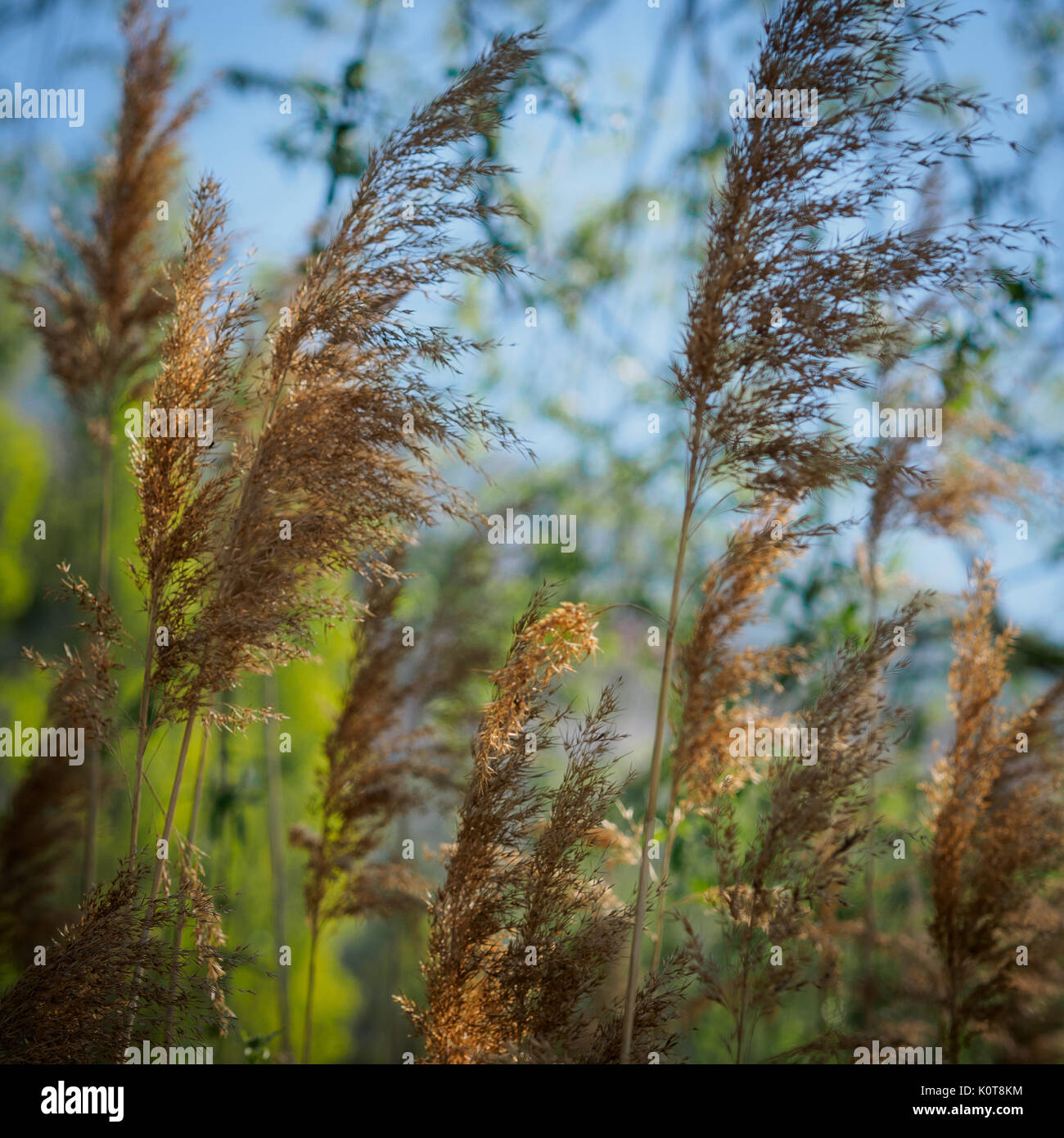 Golden river canes with a blue sky background. Square format Stock ...