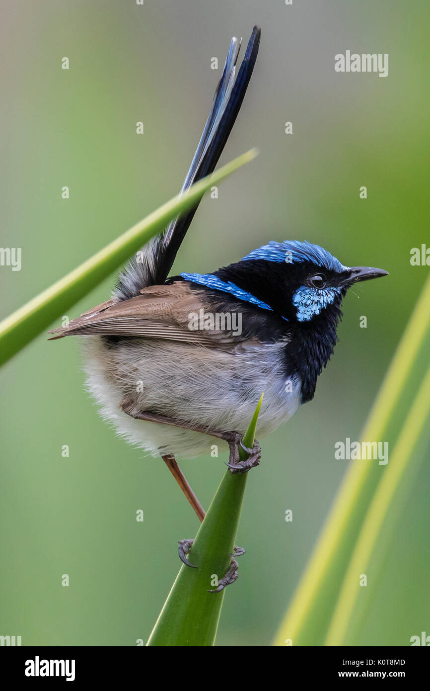 Wren flying hi-res stock photography and images - Alamy