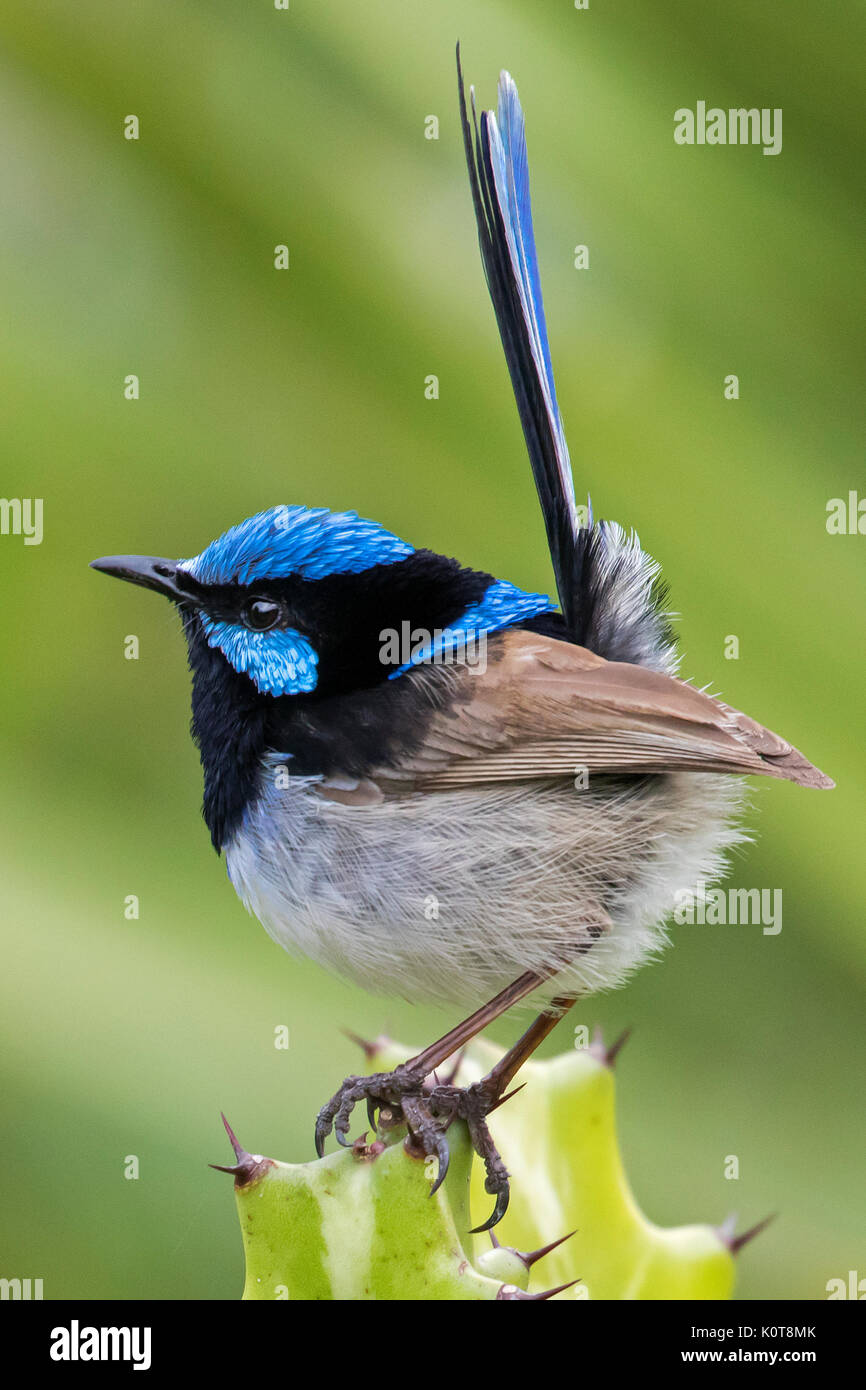 Wren flying hi-res stock photography and images - Alamy