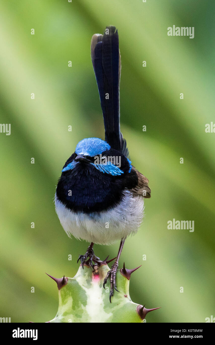 Wren flying hi-res stock photography and images - Alamy